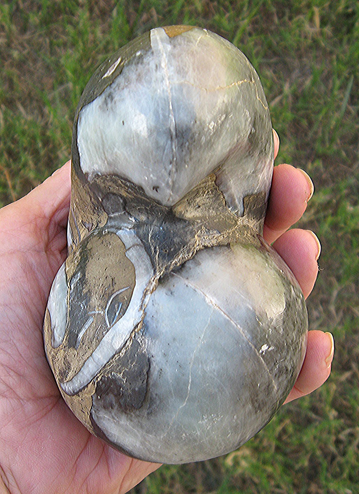 PALEO & GEO TOPICS: Comments by R. L. Squires: Stringocephalus, an ...