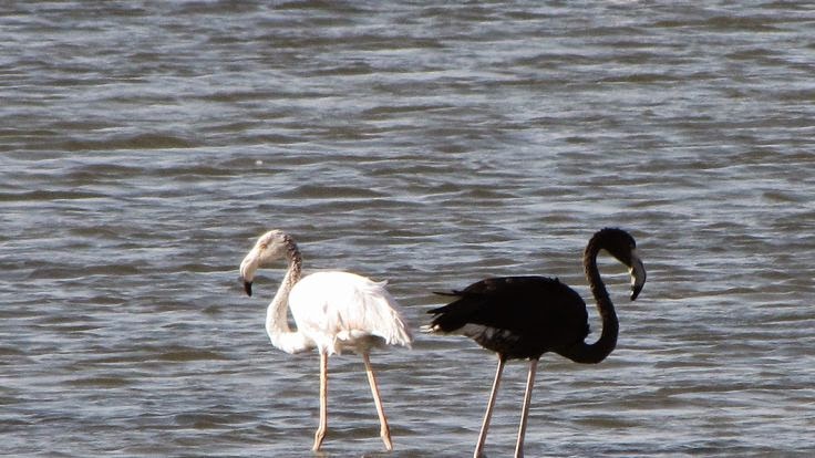 RETRO KIMMER'S BLOG: CYPRESS HAS THE WORLD'S ONLY BLACK FLAMINGO!