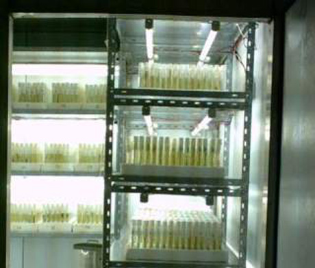 soya (Glycine max L.): banco de germoplasma