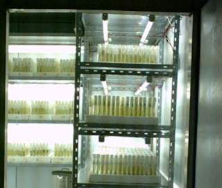 soya (Glycine max L.): banco de germoplasma