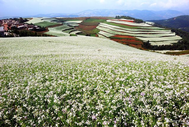 The Life: The Beautiful Fields Of China