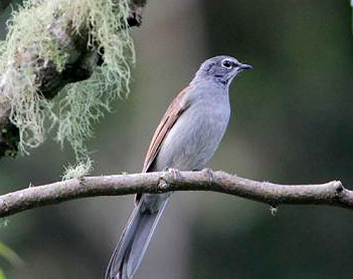 Bellas Aves de El Salvador: Myadestes occidentalis ( clarín jilguero ...