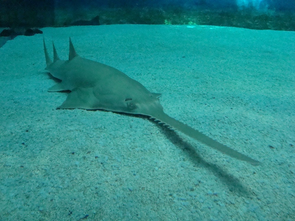 Il mondo del sapere per grandi e piccini: Il Pesce Sega