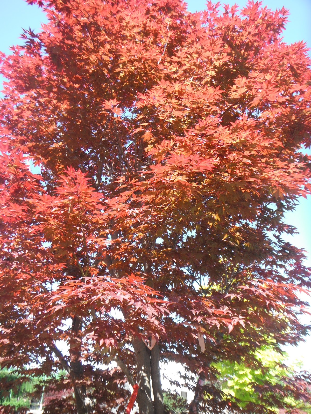 Large Tree Installations | Large Trees – Tight Spaces