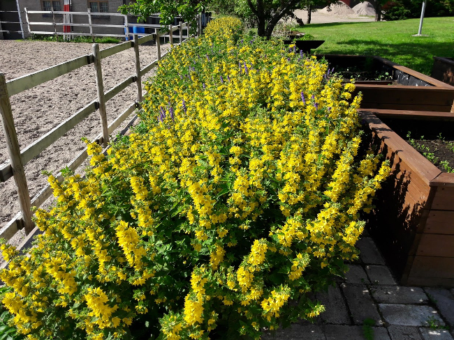 Koivikon Katveessa: Tarha-alpi rivistö kukassa