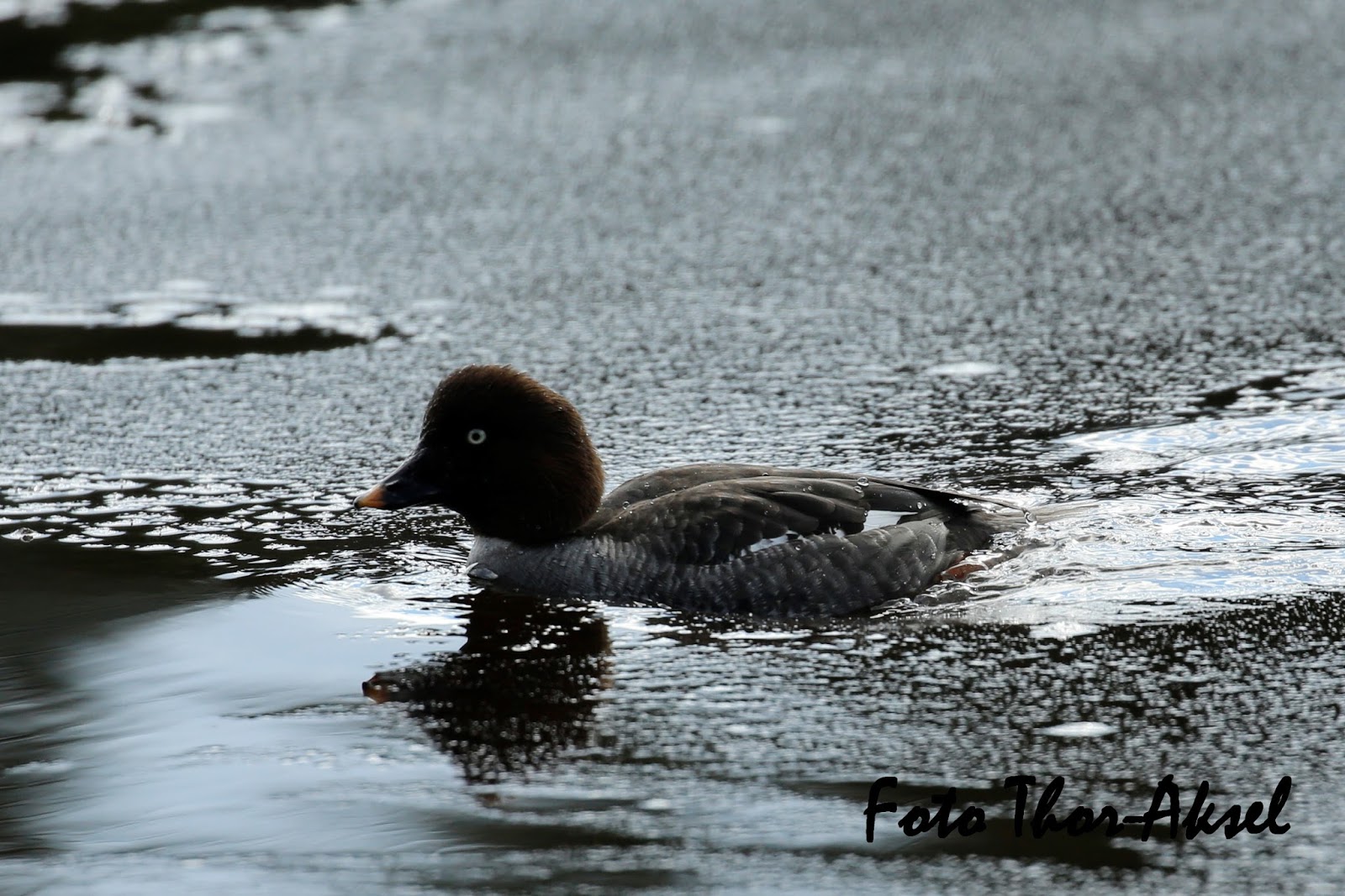 Thor-Aksel`s FOTO BLOGG: Kvinand i Sjæltjønna i Malvikmarka