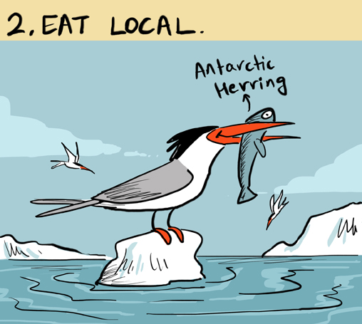 Green Humour: Sustainable Travel Tips from the Arctic Tern