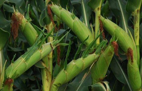 Kilimo bora cha Mahindi (Growing Maize)