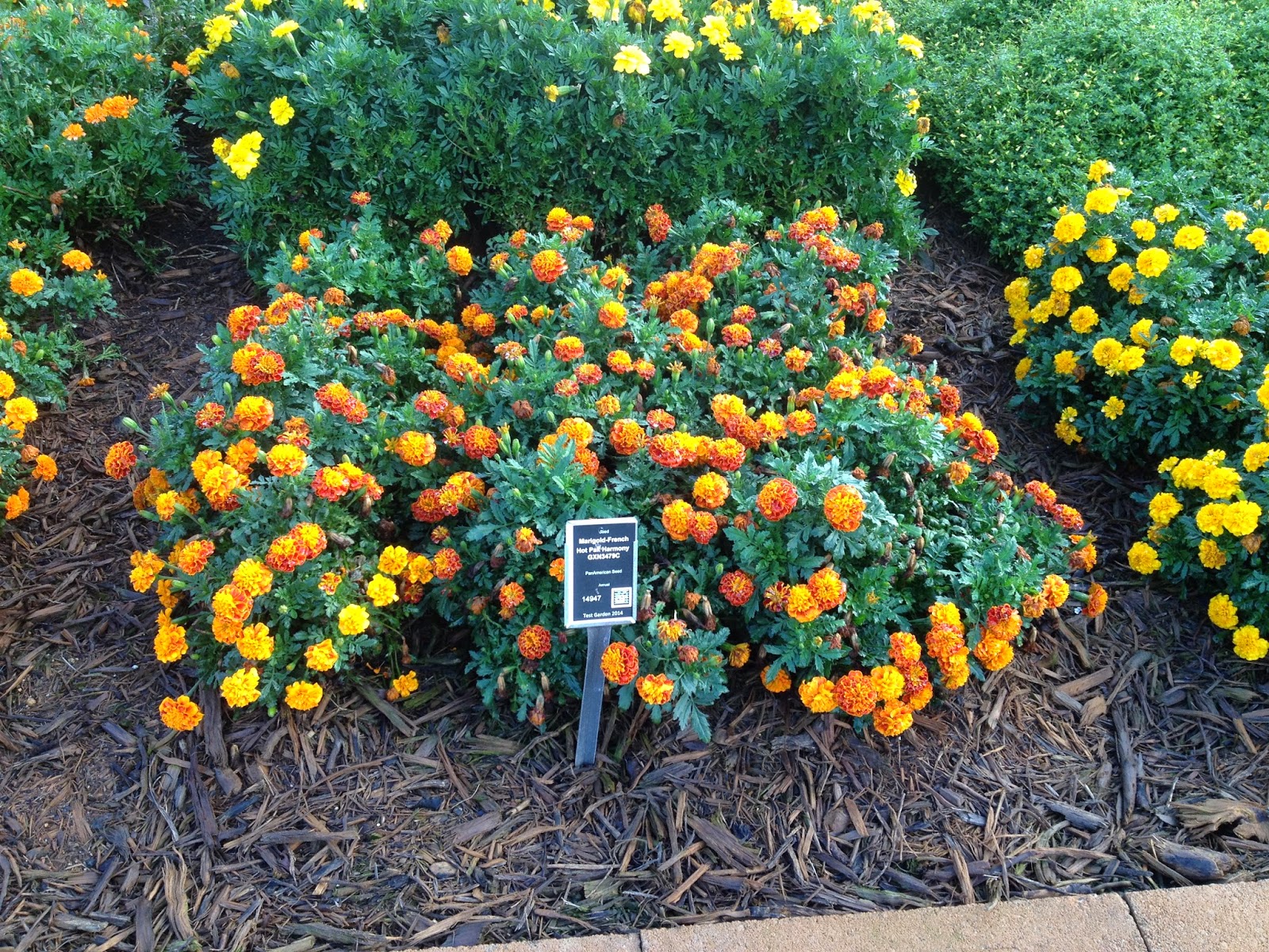 ThisWeekInTheTrialGarden: Hot Pack Marigolds!