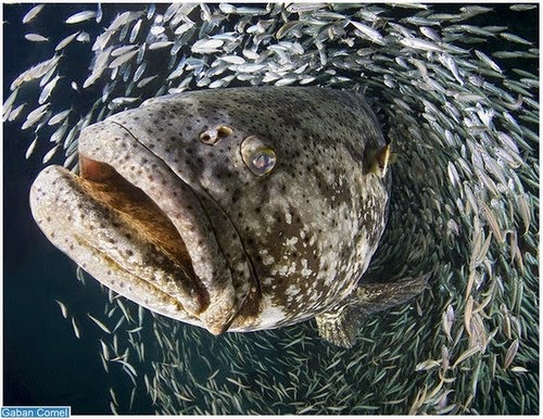 Haiwan haiwan Aneh Dalam Laut Sukar di Temui. - Gaban Comel