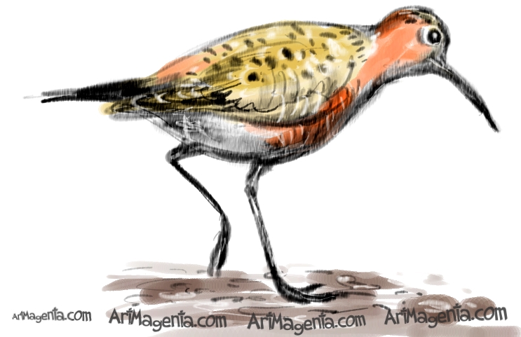 Birds: Curlew Sandpiper
