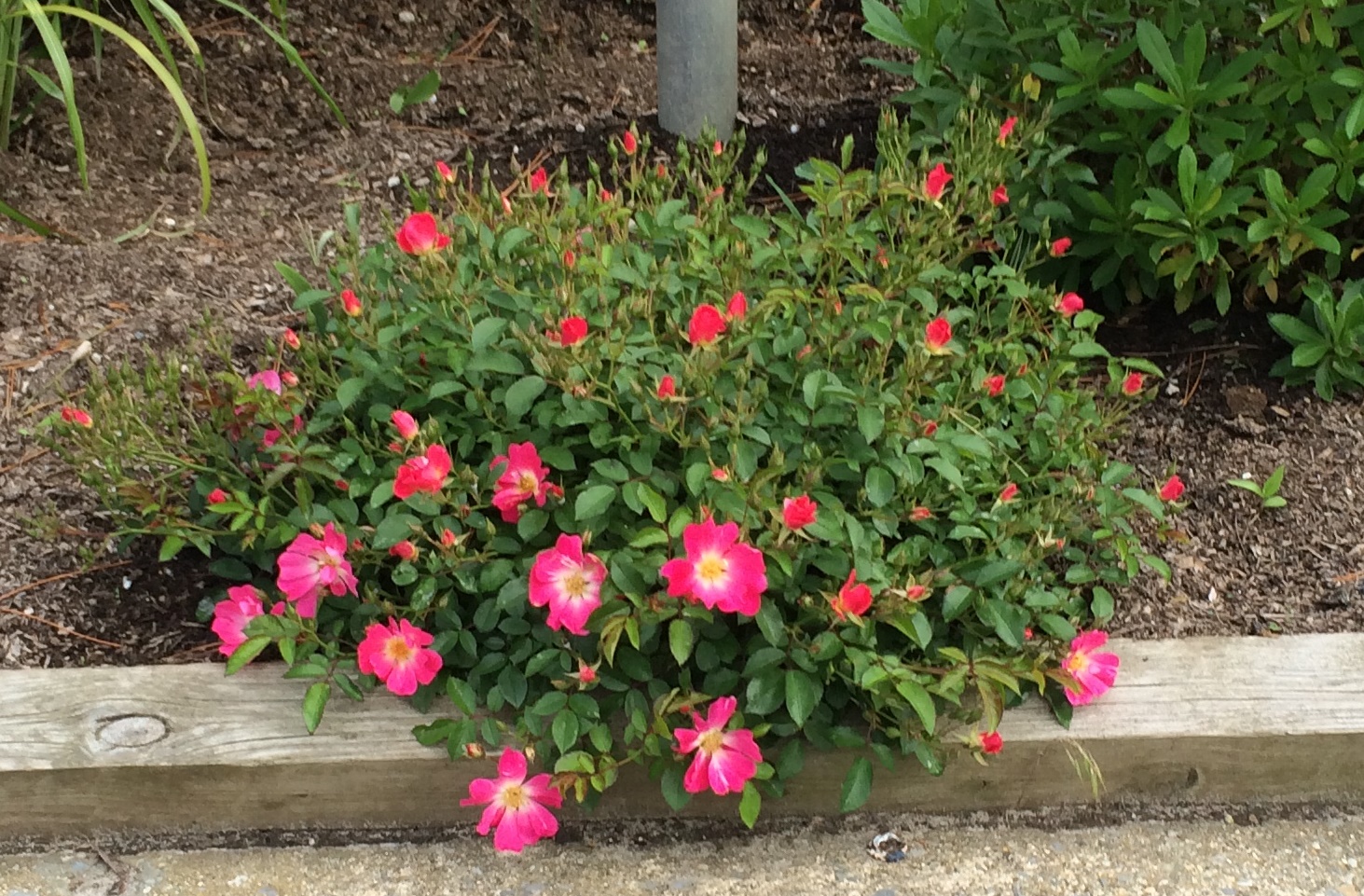 Gone To The Beach: June ~ Beach Roses