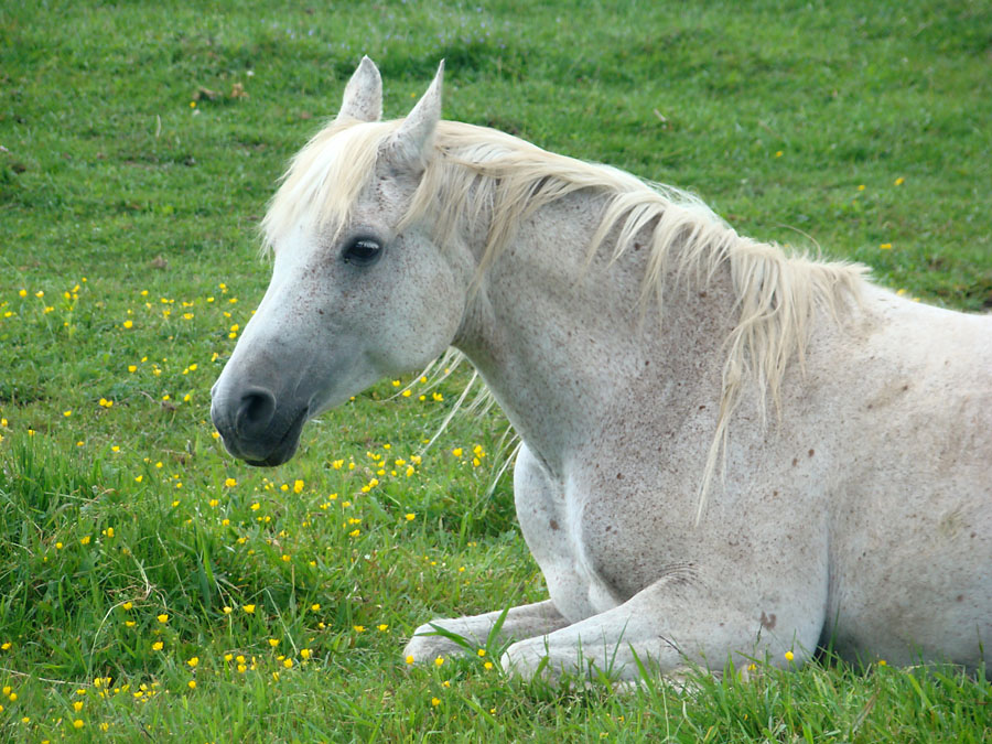 Academia Liberti France: Quel "style de coupe" votre cheval préfère t'il?