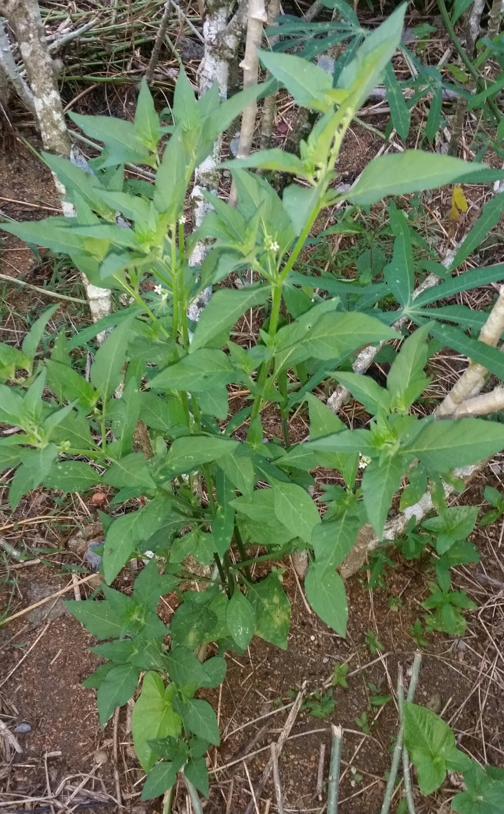 Warisan Petani: Sayuran Kampung : Pokok Meranti.