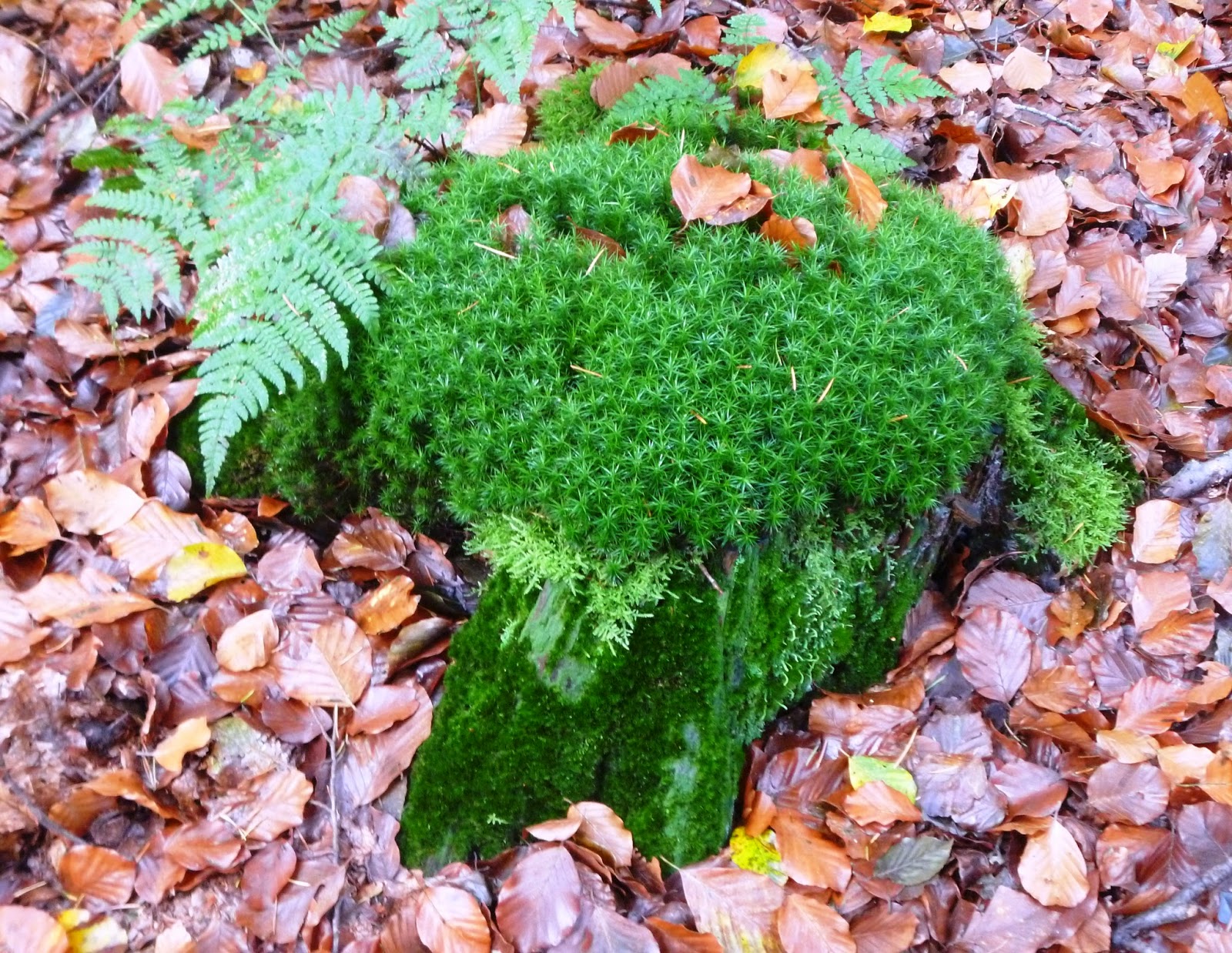 Bomenstichting Achterhoek: Mossen