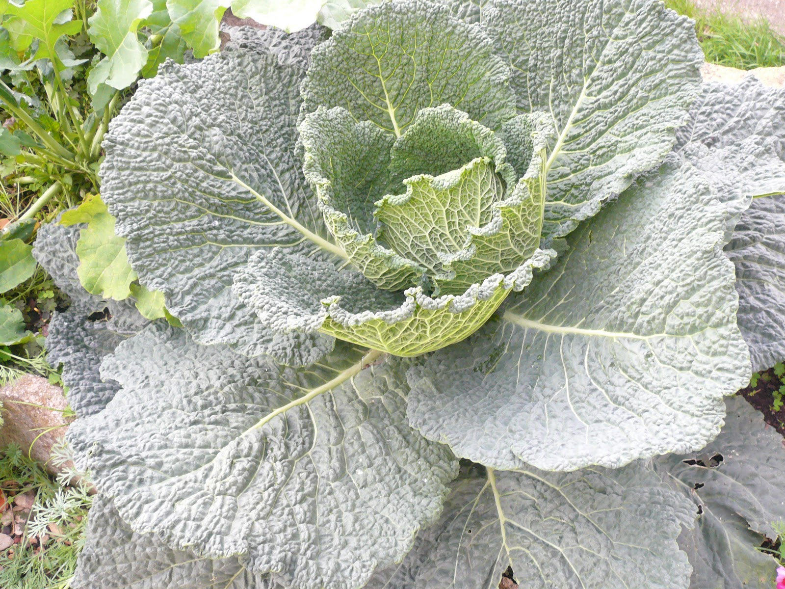 Un chou est un chou - DAME SKARLETTE