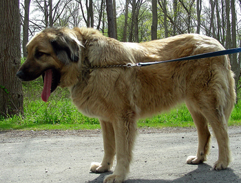 About Dog Anatolian Shepherd