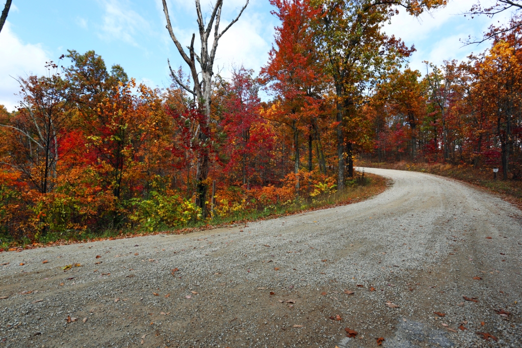 Ohio Birds and Biodiversity: Scorpionfly in a beautiful landscape