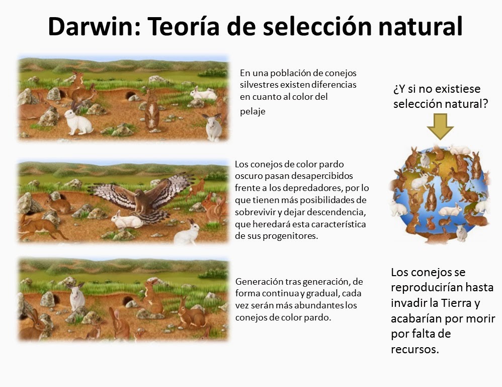 Teorias Del Origen De La Biodiversidad - MXEDUSA Teorias Del Origen De La Biodiversidad - MXEDUSA