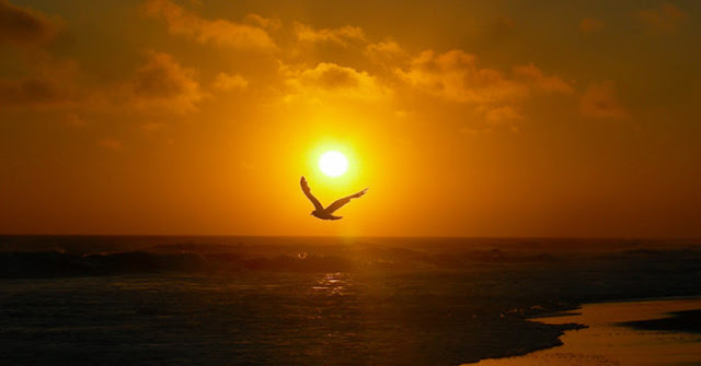 Sinh Hoạt QLVNCH: Chim Bay Về Biển - Phạm Tín An Ninh