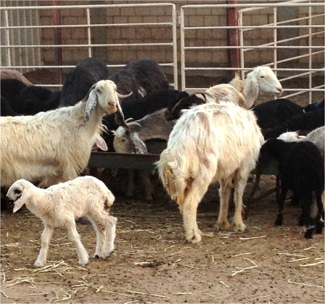 Desert Girl on Kuwait: Goat Cheese: How much it meant to me