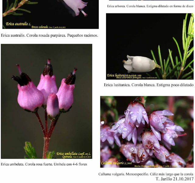 Erica andevalensis - Desde Calañas: Setas y Plantas Andevaleñas. Tomás ...