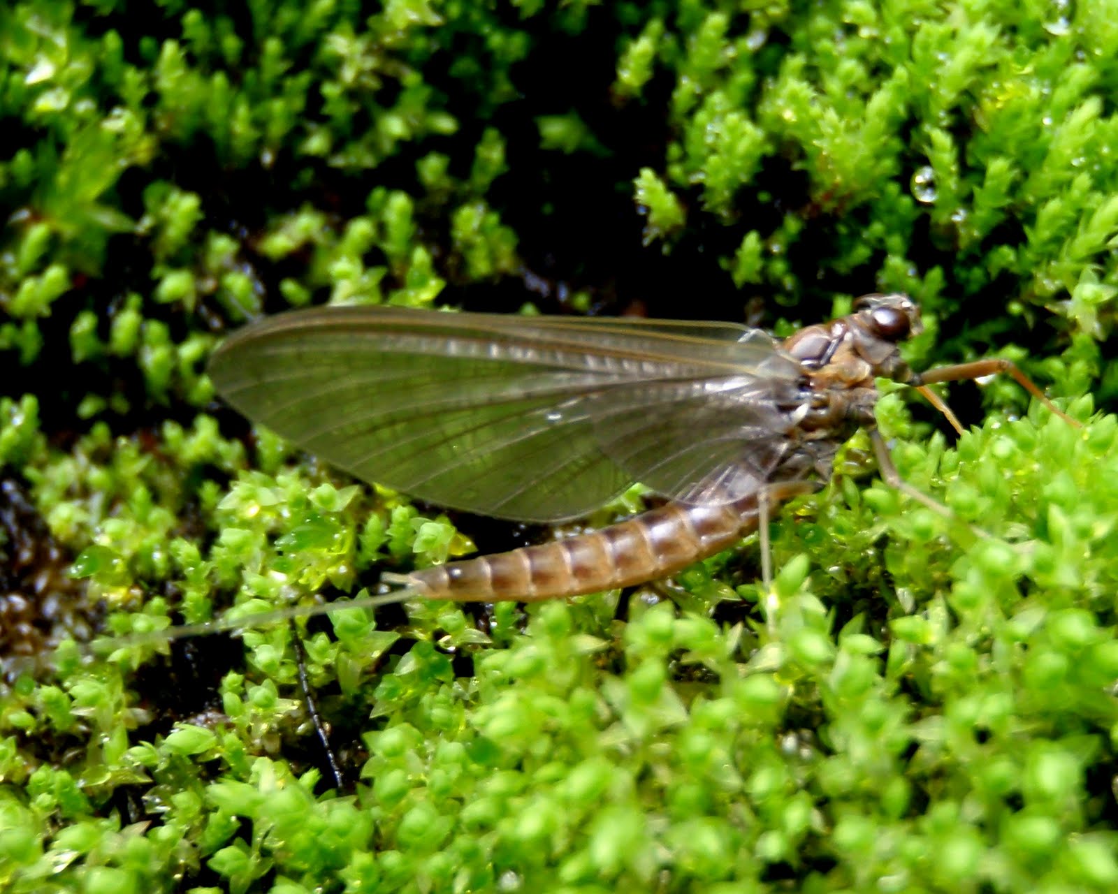 Colorado Fly Fishing Reports: Blog Directory