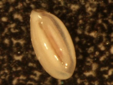 Variety of Life: Rzehakinidae