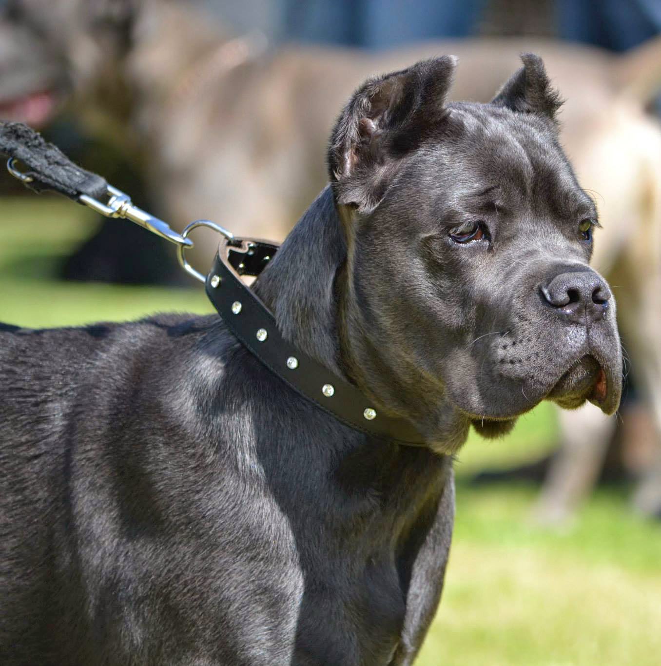 Cane Corso Italiano 'dei Molossi d'Eburon' weblog