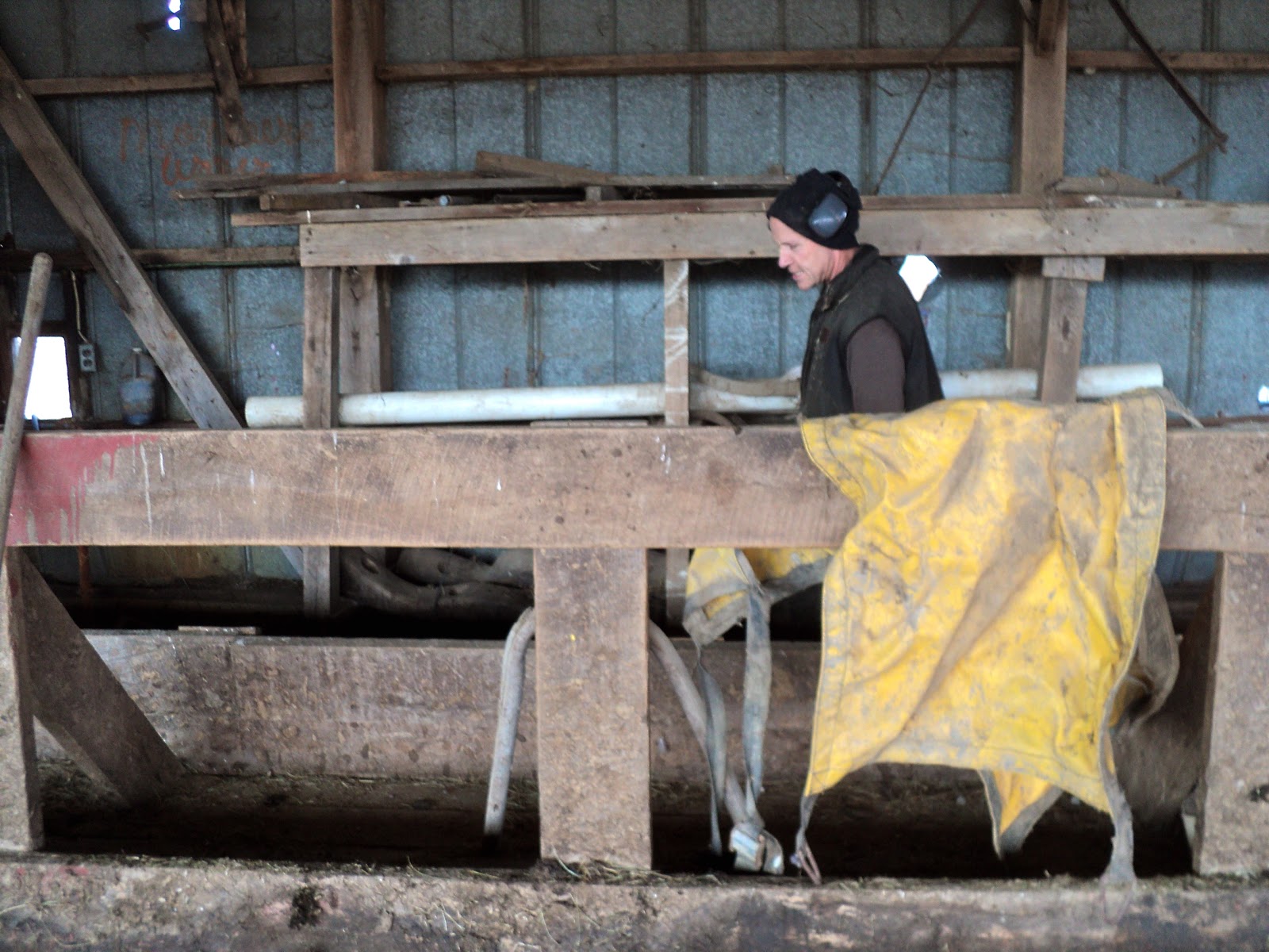 Making the Winter Cow Barn Comfy | Gita Nagari Yoga Farm