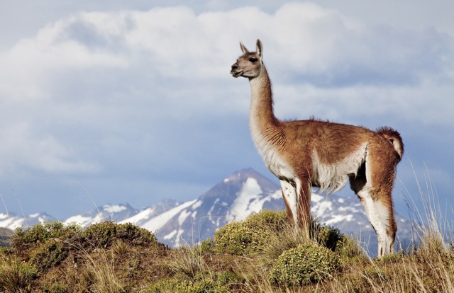 Munablom: GUANACO
