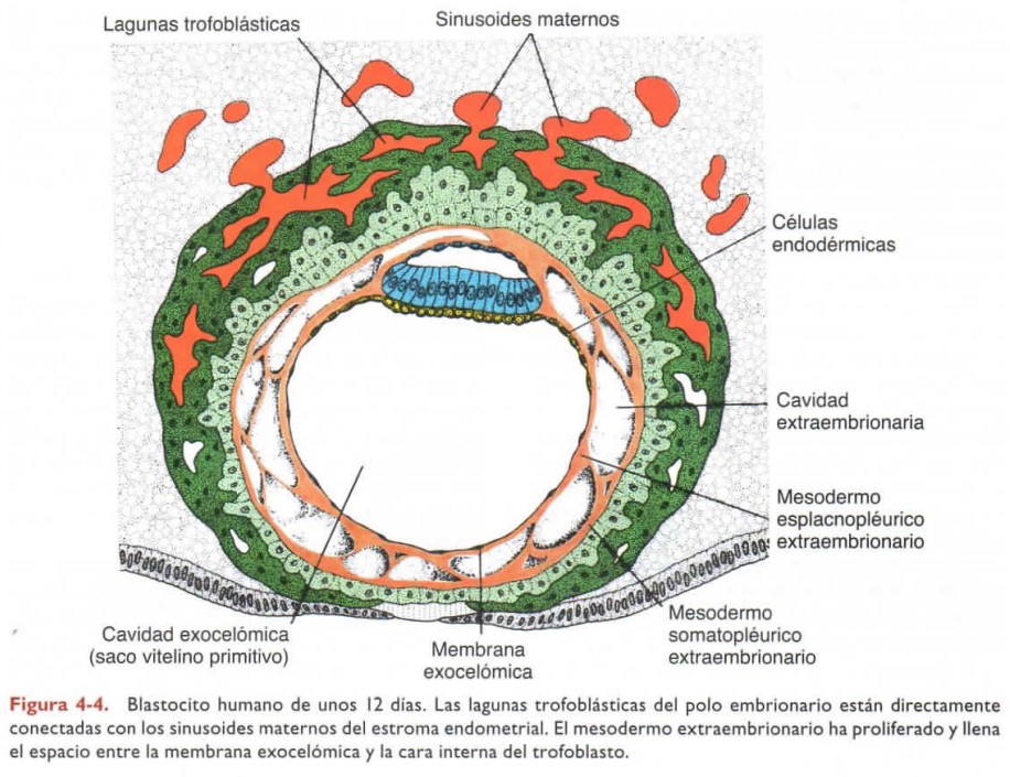 Embriologia Medica: Abril 2016