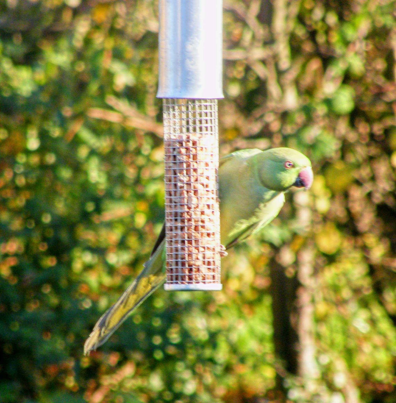 Hillingdon Wildlife: Pretty Polly and nobbled Nutkin.