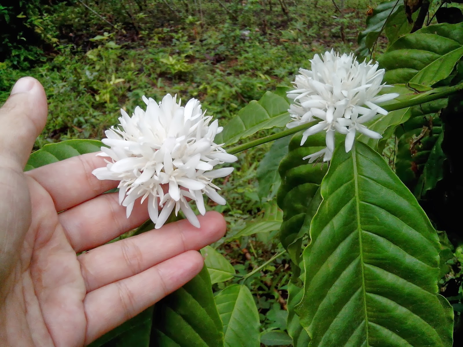 Endah Murniyati's Journey: MORNING FRAGRANCE - COFFEE FLOWERS