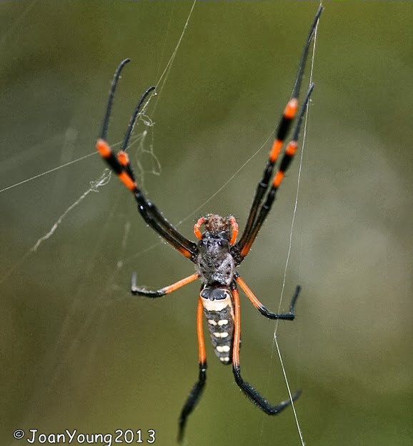 South African Photographs: Banded-legged Orb Web Spider (Nephila ...