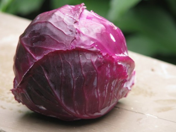 14 Manfaat Utama Kol Merah Bagi Kecantikan Dan Kesehatan - Obat Alami