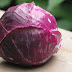 14 Manfaat Utama Kol Merah Bagi Kecantikan Dan Kesehatan - Obat Alami