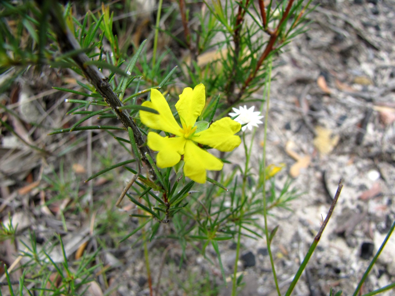 Sydney's Wildflowers and Native Plants: Hibbertia riparia - Erect ...