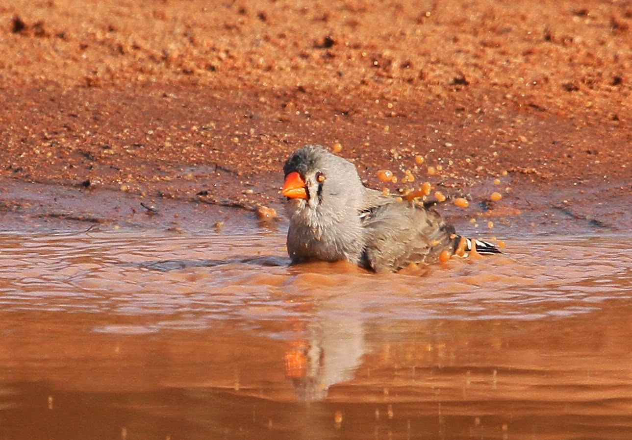 Richard Waring's Birds of Australia: Colour in puddles - Australian ...