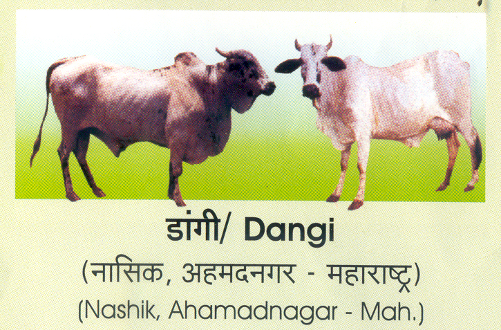 Indian Cow Breeds getting extinct