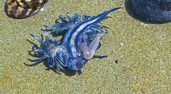 Glaucus atlanticus, Eater Warship Portugal | NeyBiologi