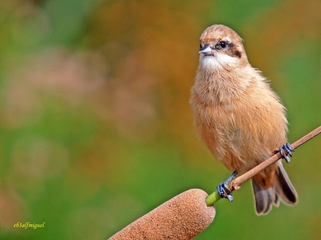 Miguel fotografia: Pájaro moscón europeo (Remiz pendulinus)
