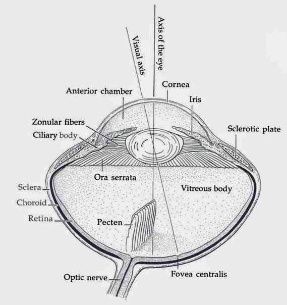 Eye Opener: Anatomy - Comparison of the eye between animals