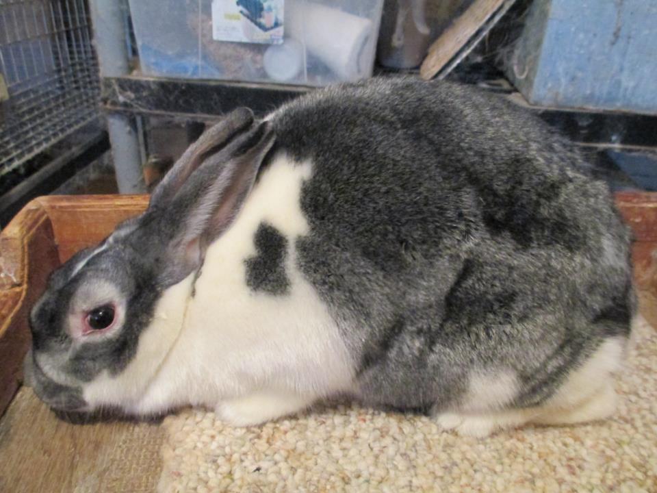 Somerhill Farm: My new Satin Rabbits