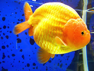 Breeder Fish ( Spesialis Fish Company ): The Types Of Koki Fish