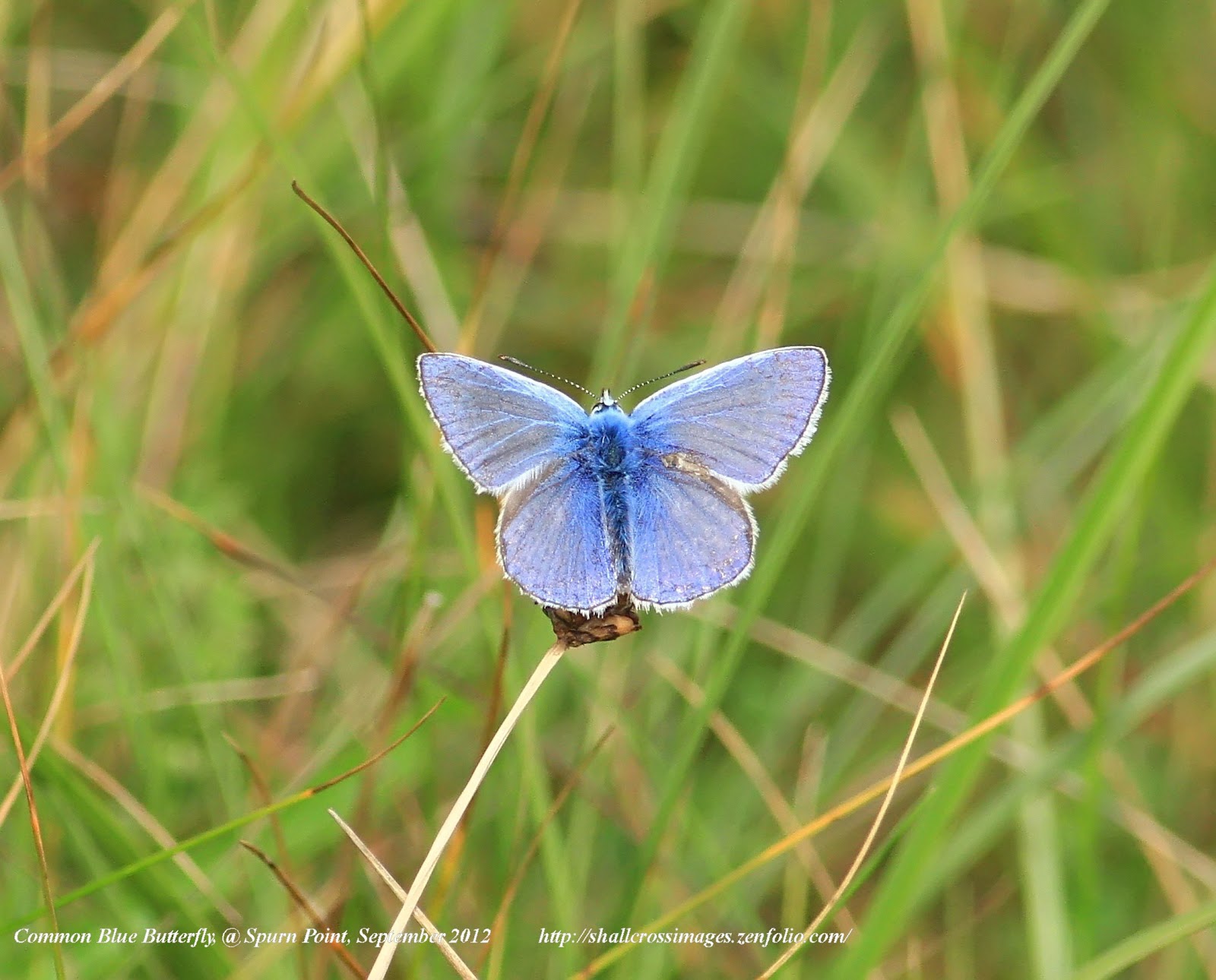 Leigh Ornithological Society: 10/08/12
