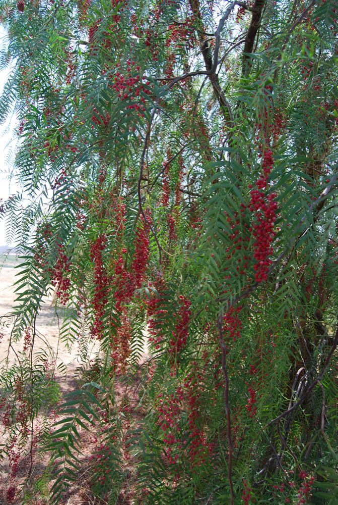 I Eat with Scoops, Shovels and Spade: My California Pepper Tree is not ...