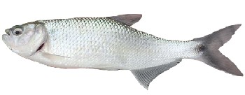 PIABANHA (Brycon insignis)