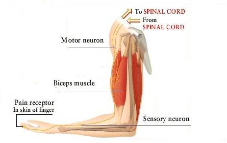Body Anatomy: HOW DO REFLEX ACTION WORK