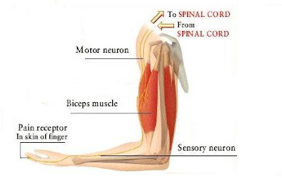Body Anatomy: HOW DO REFLEX ACTION WORK